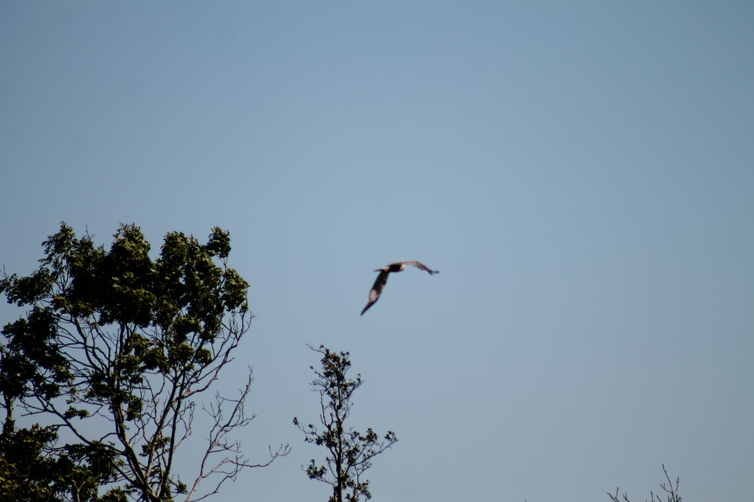 Onsite Activities | Lees Wood Scout and Guide Activity Centre